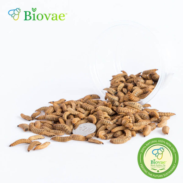 Shop | Black Soldier Fly Larvae (BSFL) Malaysia | Biovae