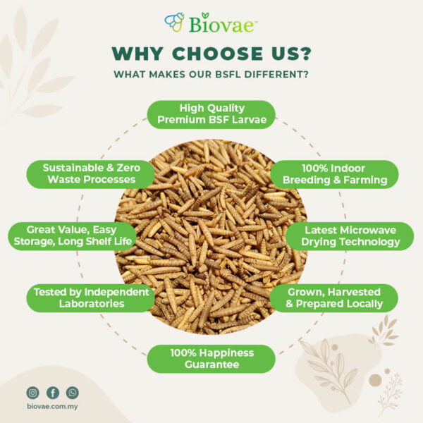 BiovaeGrubs™ | Dried BSFL Black Soldier Fly Larvae | Biovae