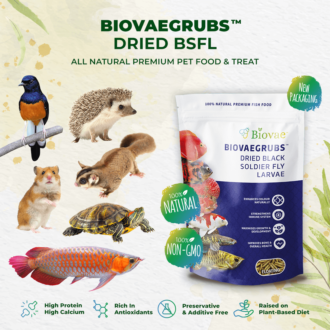 BiovaeGrubs™ | Dried BSFL Black Soldier Fly Larvae | Biovae