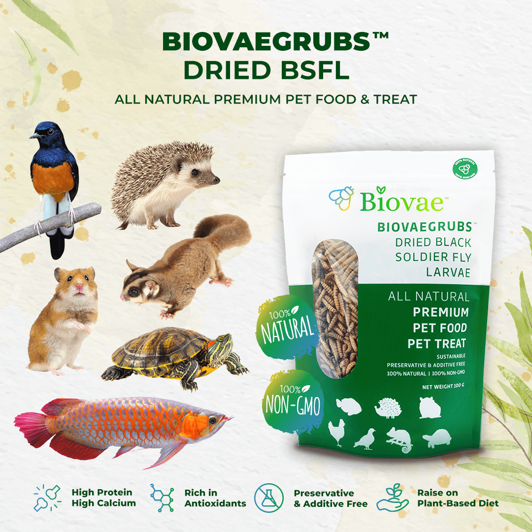 BiovaeGrubs™ | Dried BSFL Black Soldier Fly Larvae | Biovae