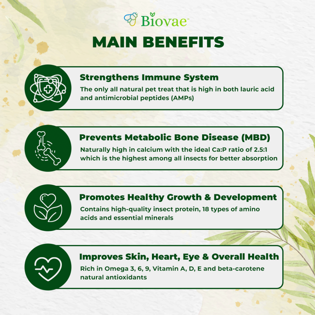 BiovaeGrubs™ | Dried BSFL Black Soldier Fly Larvae | Biovae