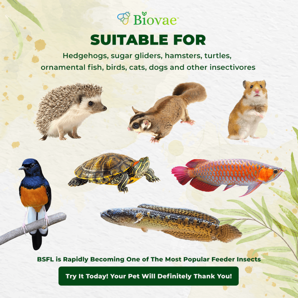 BiovaeGrubs™ | Dried BSFL Black Soldier Fly Larvae | Biovae