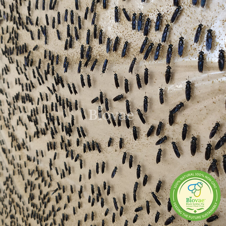 BiovaeGrubs™ | Black Soldier Fly (BSF) Pupae 1kg | Biovae